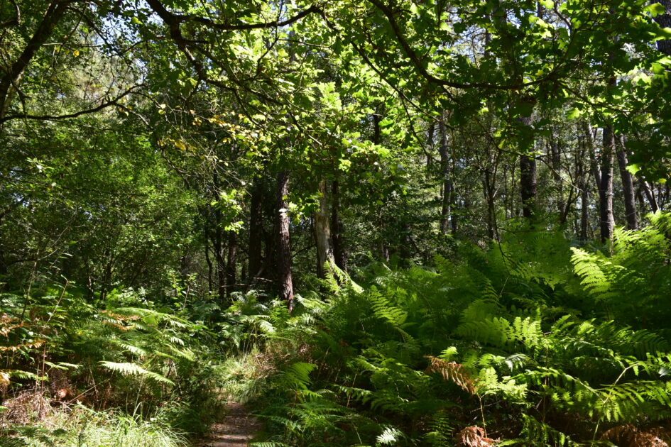 Forêt d'Aizenay - Office de Tourisme Vie et Boulogne
